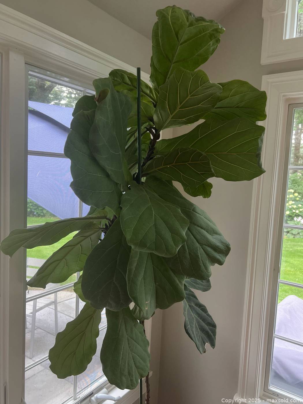 Fiddle Leaf Fig and Rubber Plant with Pots | Maxsold