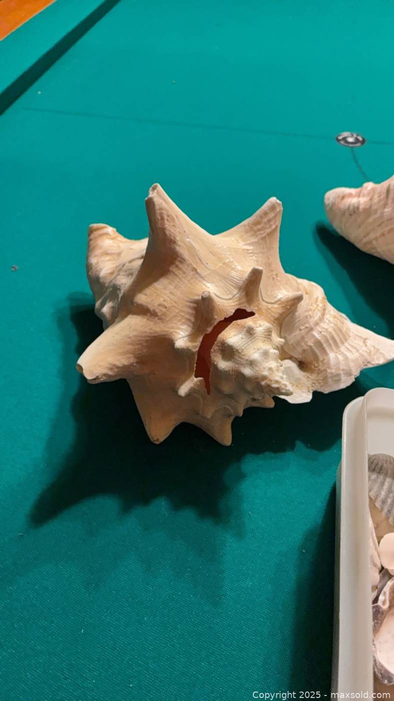 Natural Seashell Collection With Large Conch, Murex, Scallop And ...