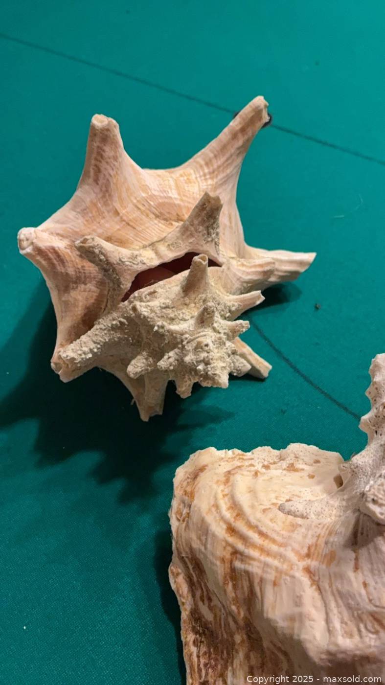 Natural Seashell Collection With Large Conch, Murex, Scallop And Assorted Smalls | Maxsold