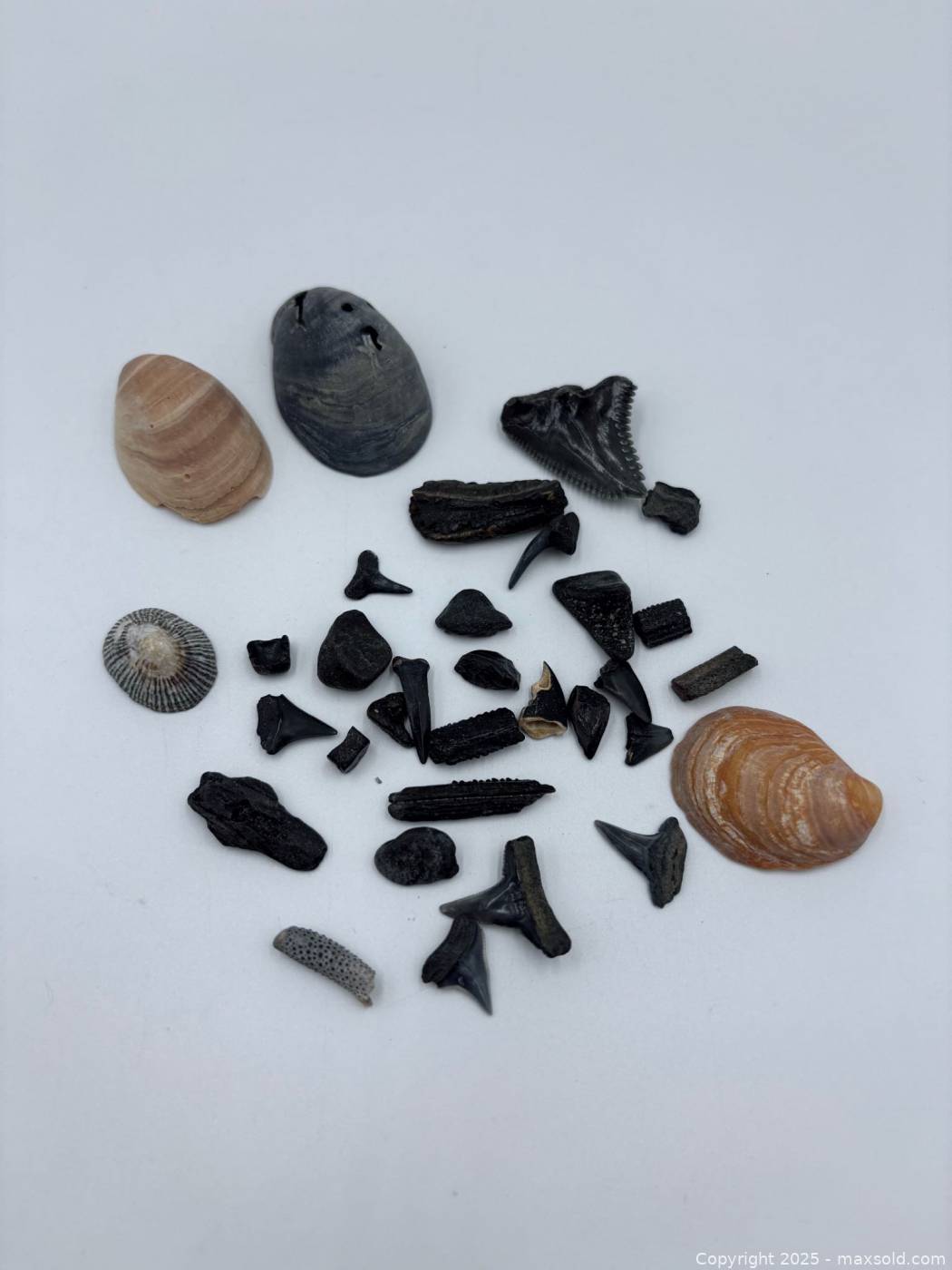 Mixed Fossil Shark Teeth And Shells | Maxsold