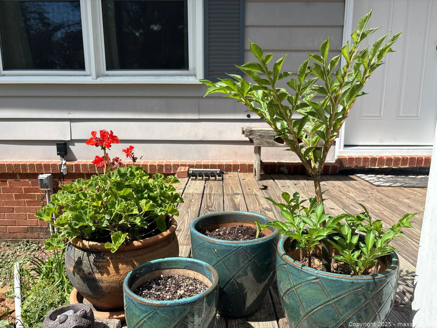 4 ceramic pots with live geranium, voodoo lily and outdoor decor | Maxsold