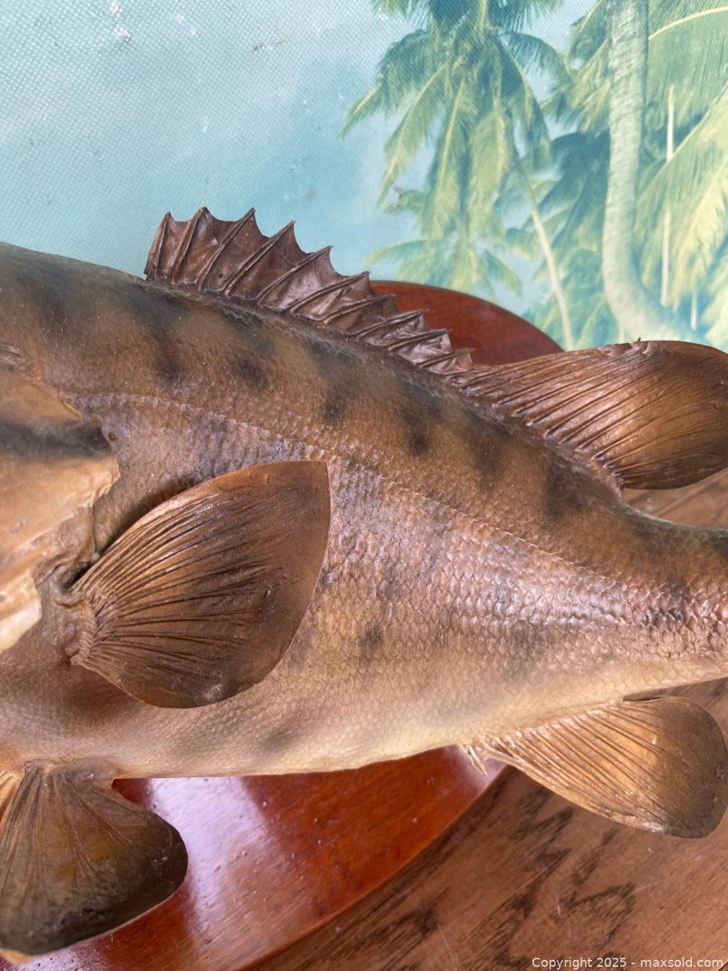 Fiberglass Bass Mounted Fish | Maxsold