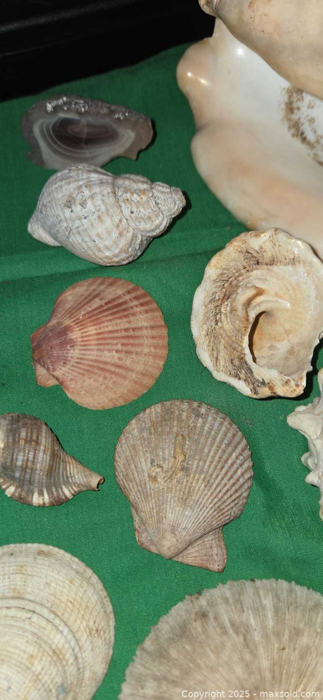 Assorted large seashells, starfish, sea urchin tests | Maxsold