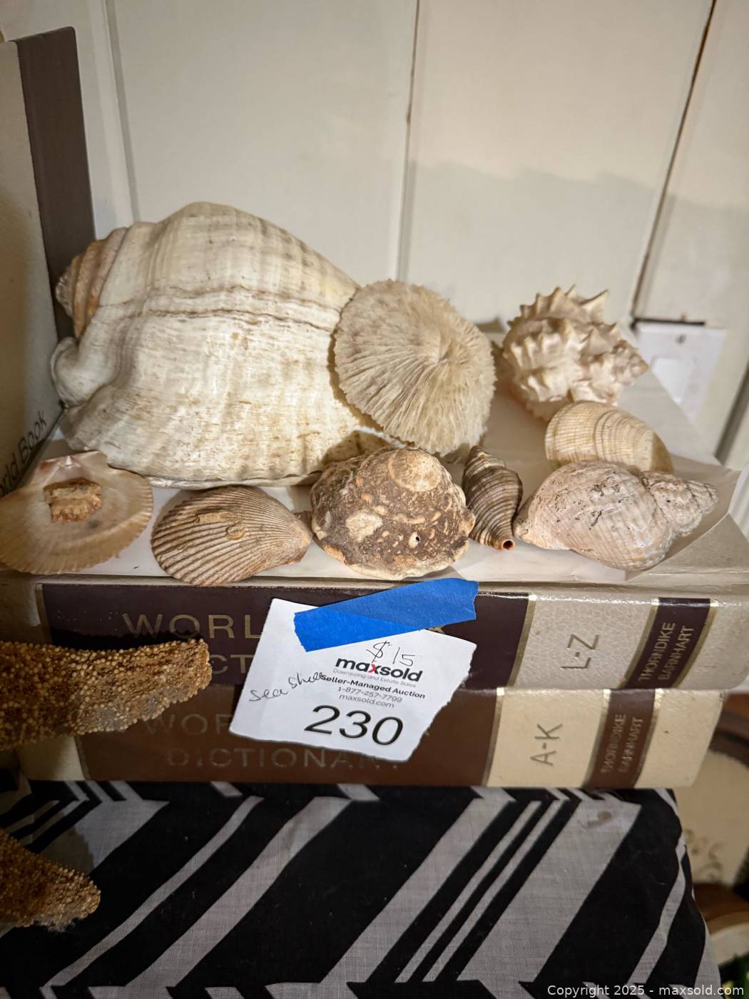 Assorted large seashells, starfish, sea urchin tests | Maxsold