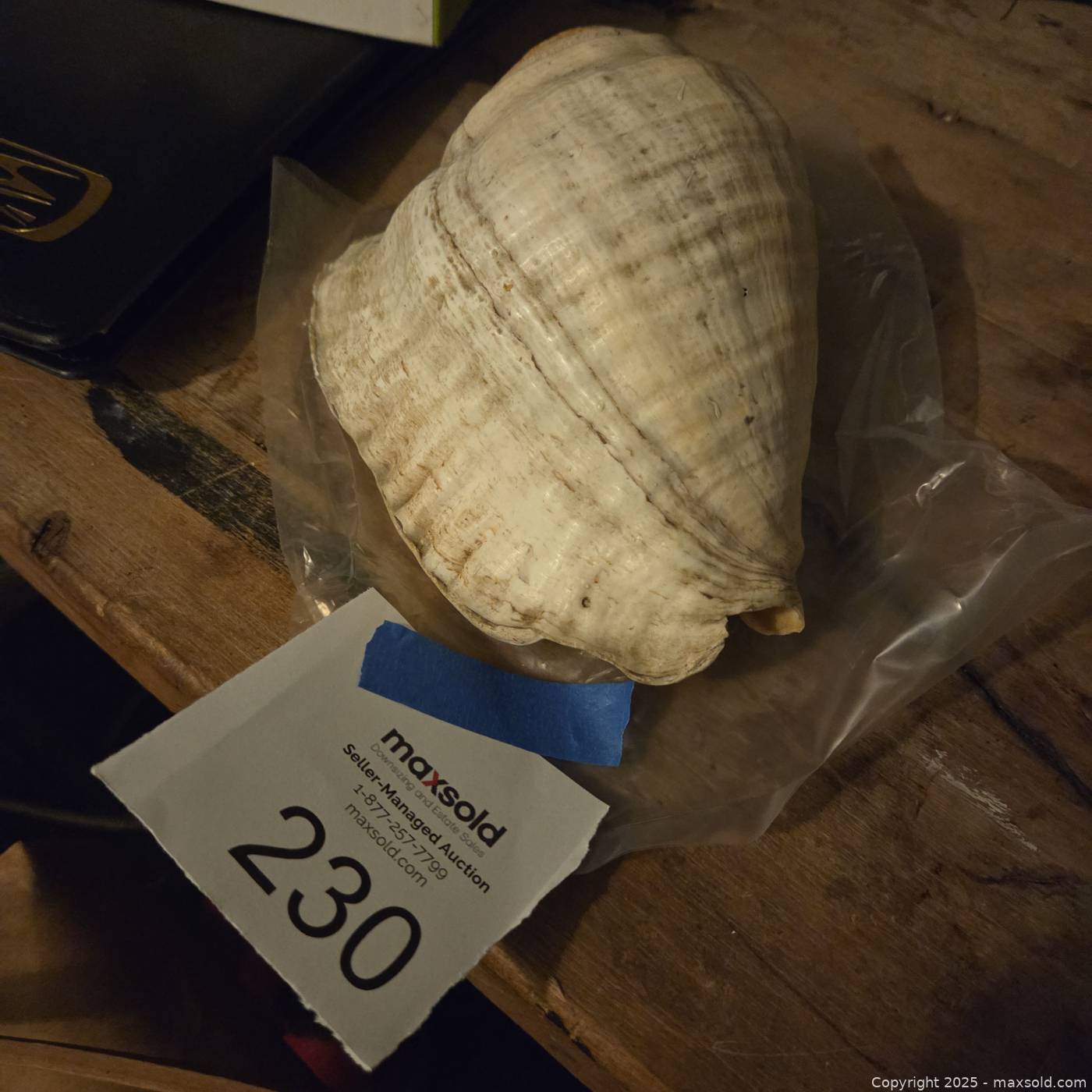 Assorted large seashells, starfish, sea urchin tests | Maxsold