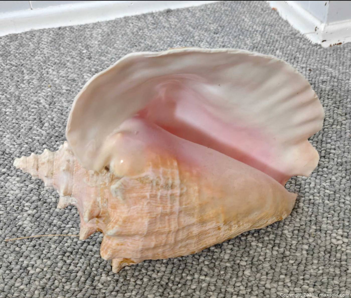 Large Bahamian Queen Conch Shell | Maxsold