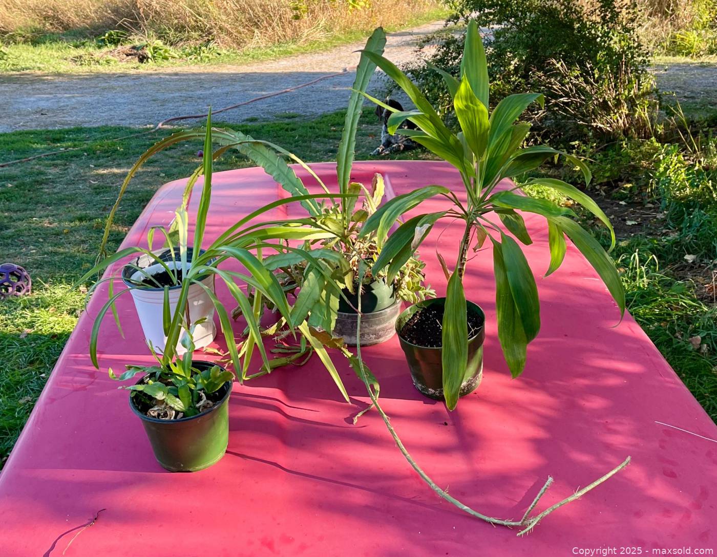Assorted potted houseplants | Maxsold