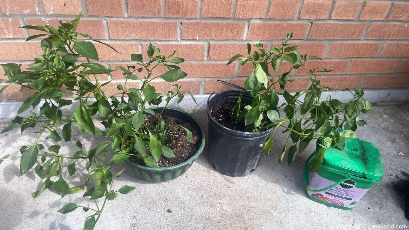 Two Potted Chili Pepper Plants With Fertilizer | Maxsold