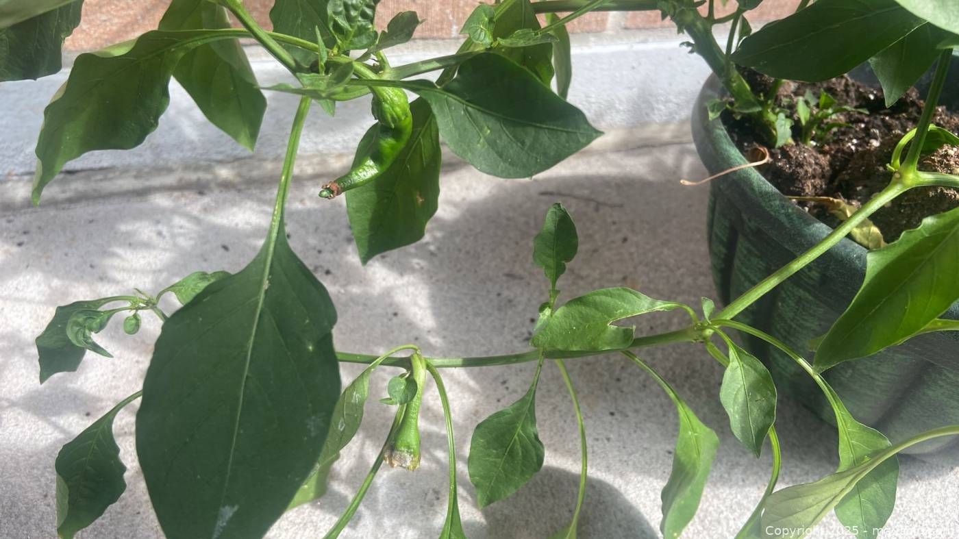Two Potted Chili Pepper Plants With Fertilizer | Maxsold