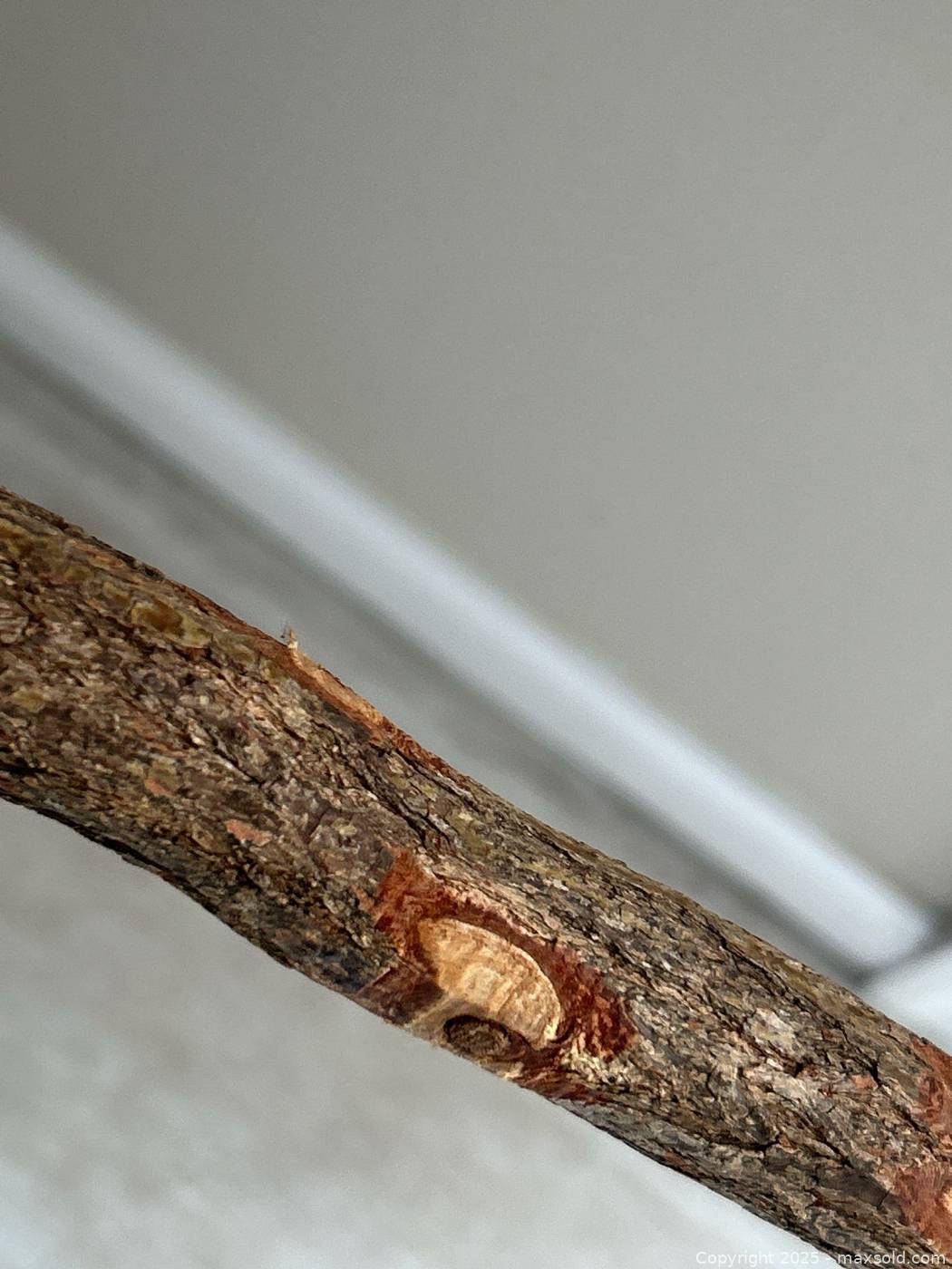 Natural Bark Walking Stick Cane | Maxsold