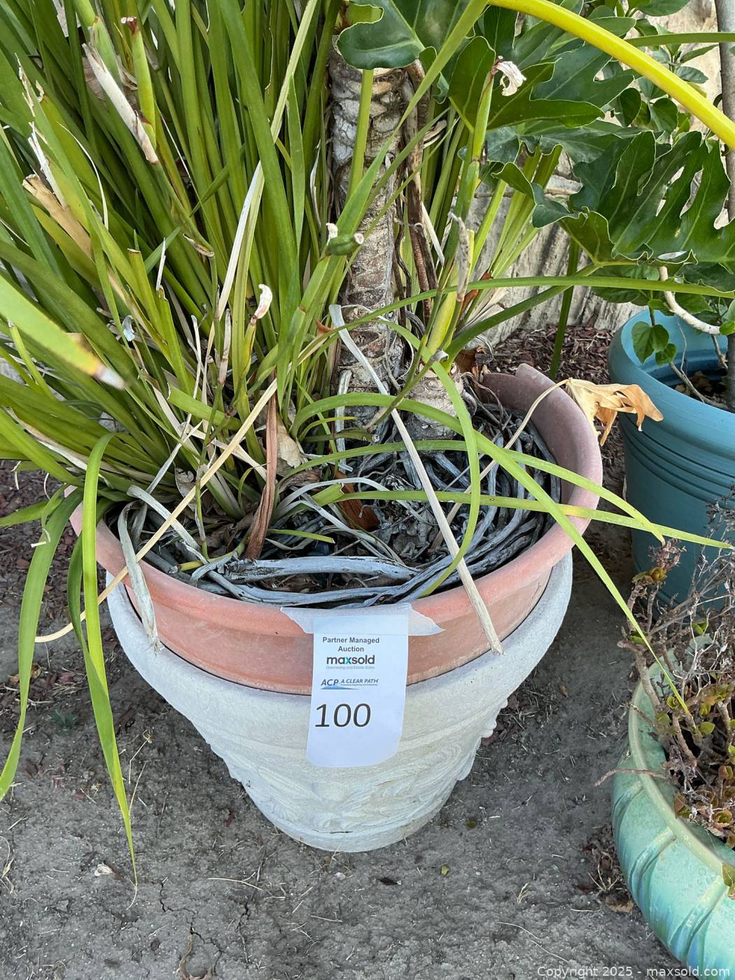 4 Outdoor Planters With Plants | Maxsold