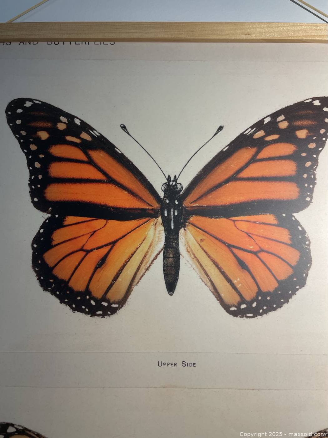 Monarch Butterfly Poster With Magnetic Frame | Maxsold