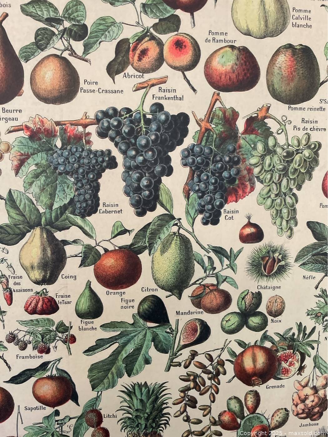 Vintage Style Fruit Poster With Magnetic Frame | Maxsold