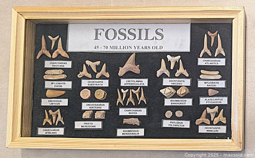 Framed 45–70 Myr Fossil Collection | Maxsold