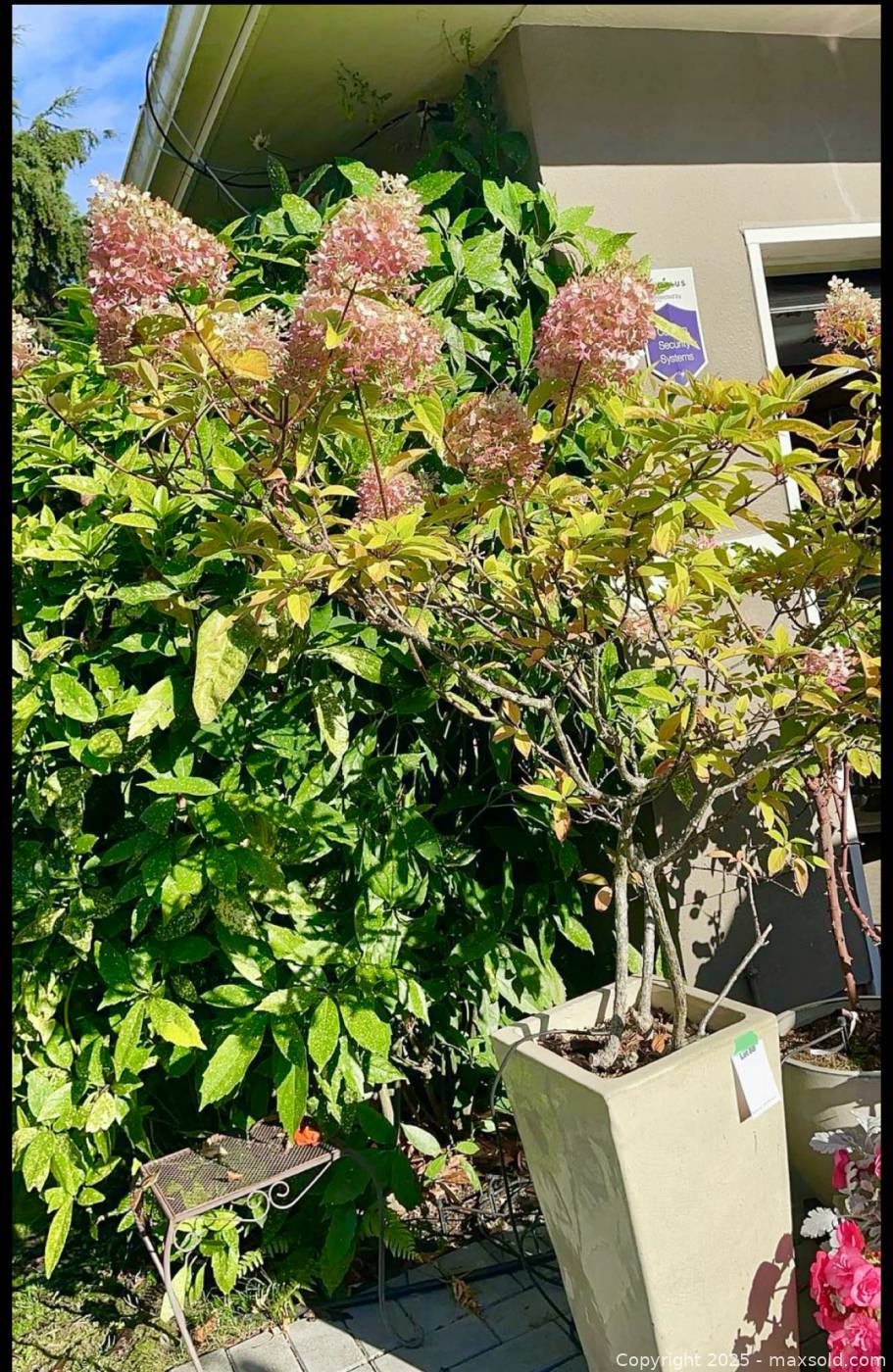 Live Potted Limelight Hydrangea Tree-Form With Tall Rectangular Planter ...