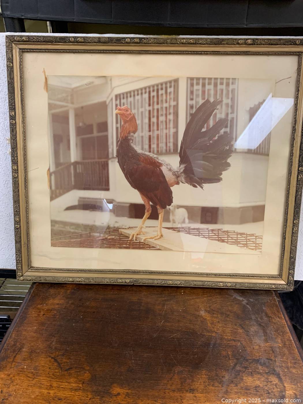 Vintage framed photograph fighting bantam rooster 26" x 22" | Maxsold