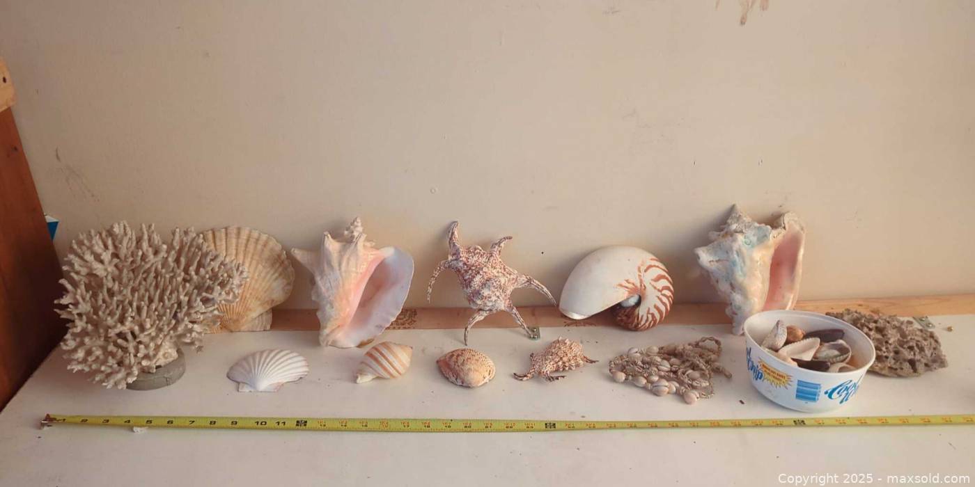 Assorted conch, seashell and coral specimens | Maxsold
