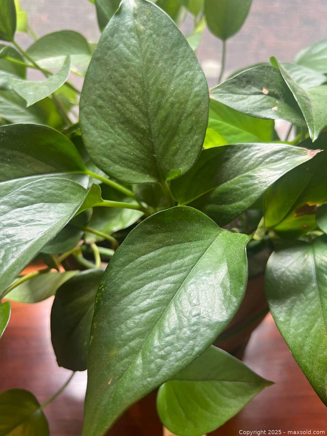 Potted live foliage plant in resin planter | Maxsold