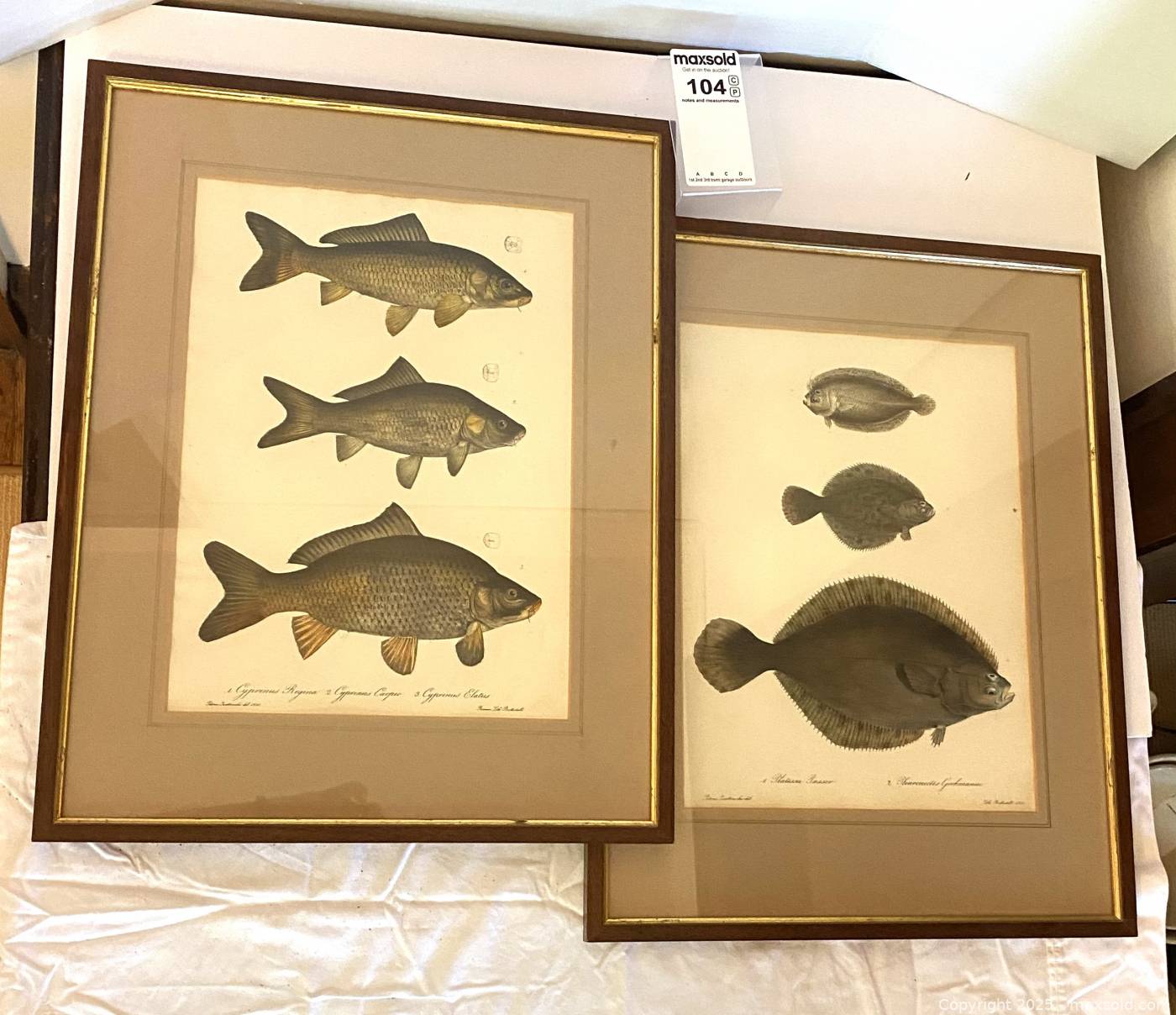 Antique 1837 Battislelli fish lithographs, framed pair | Maxsold