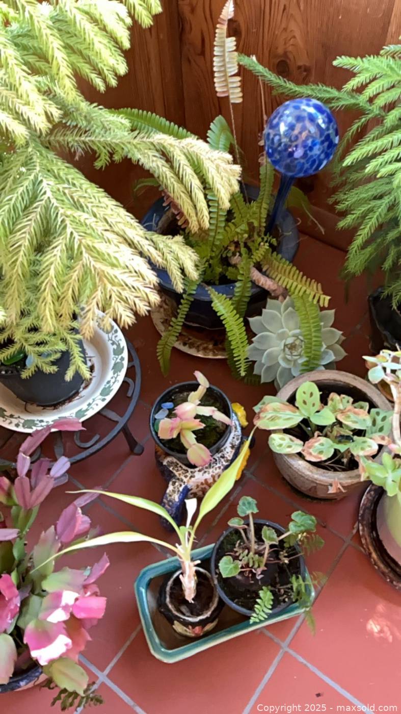 Assorted indoor houseplants | Maxsold