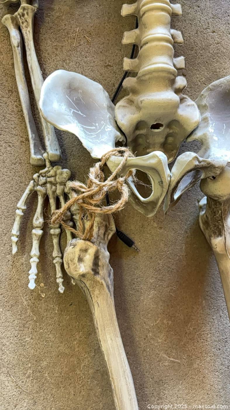 Plastic poseable 5-ft skeleton | Maxsold