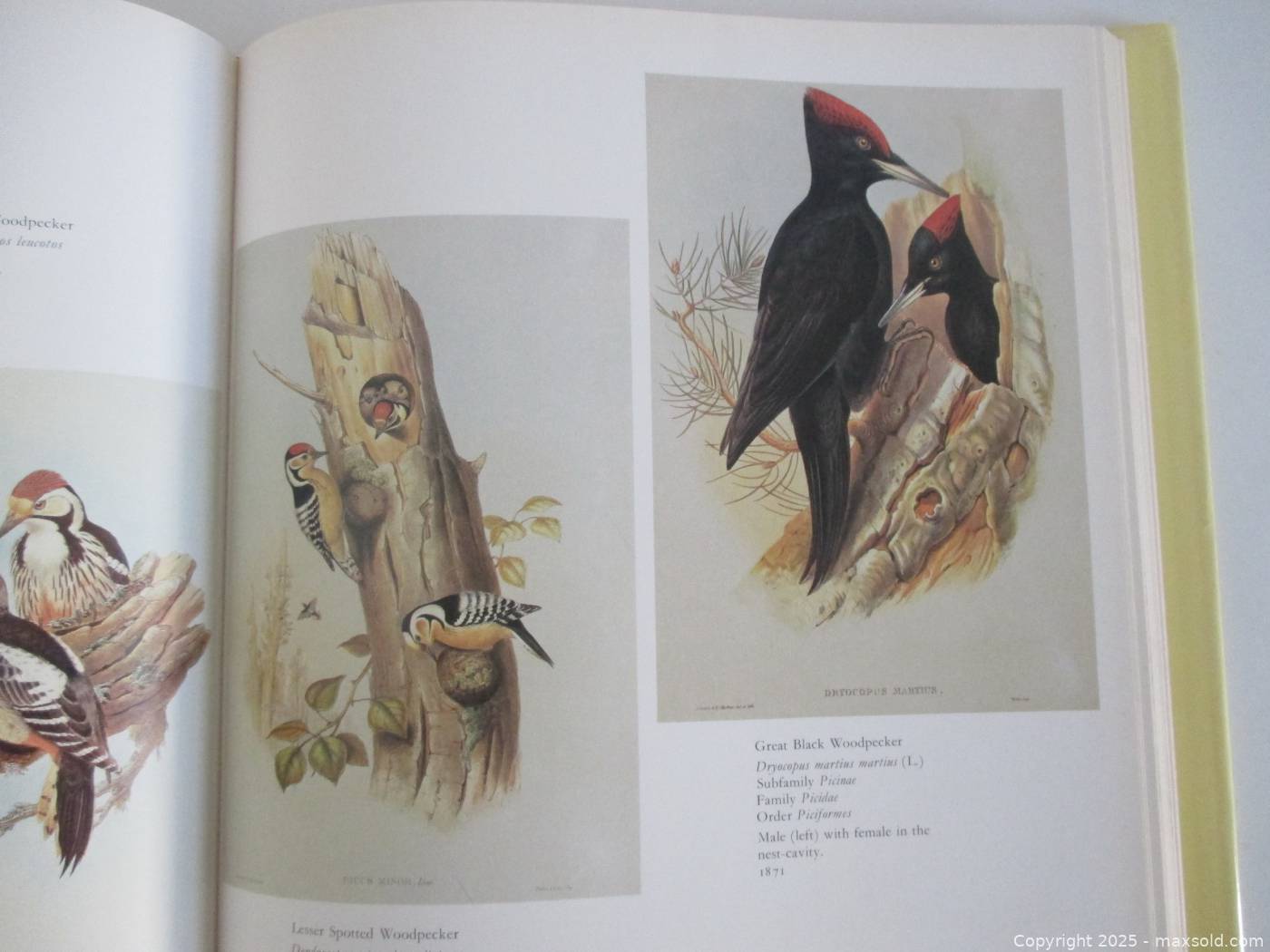 John Gould's Birds art book 1980 | Maxsold