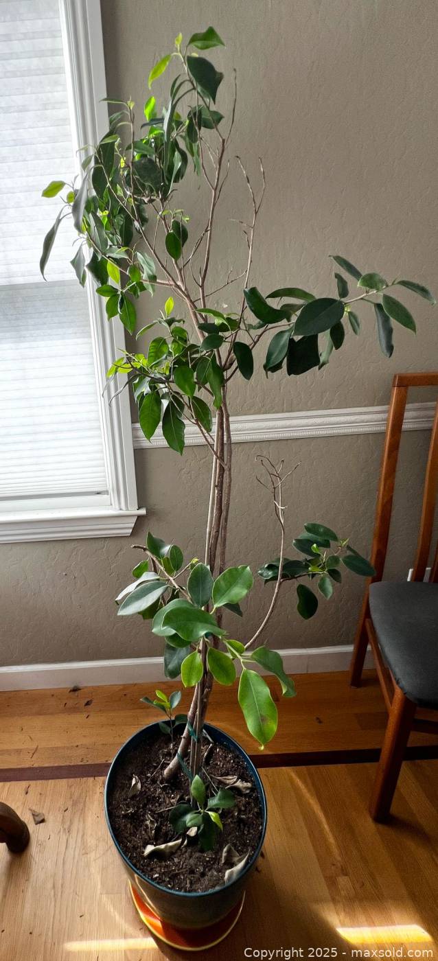 Potted Ficus Tree And Succulent Assortment | Maxsold