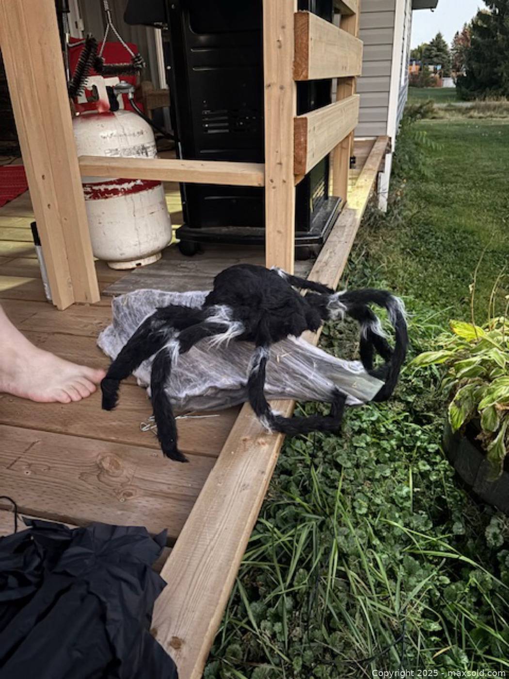 Motion-activated jumping spider decoration | Maxsold