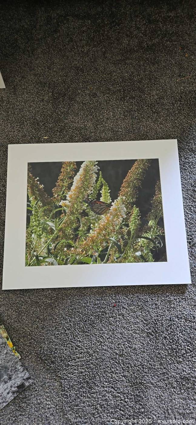 Original Jay Breeze watercolor & 11 matted butterfly photographic ...