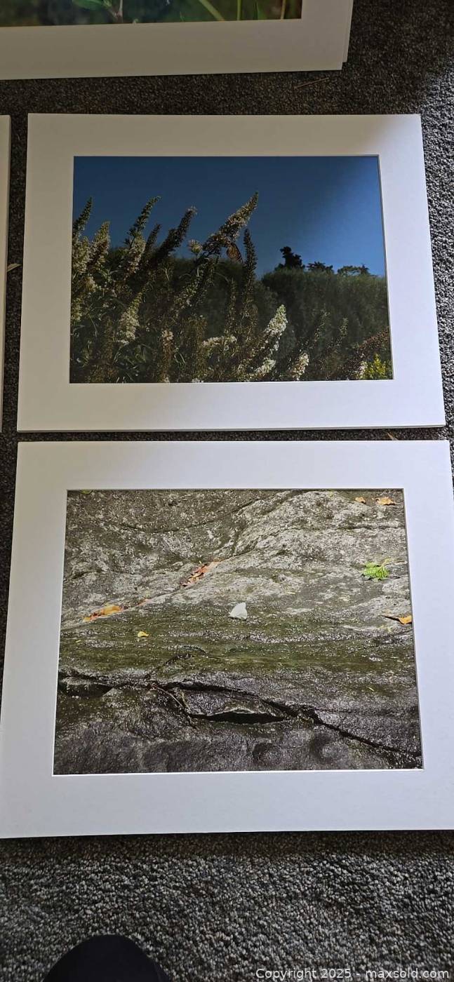 Original Jay Breeze watercolor & 11 matted butterfly photographic ...