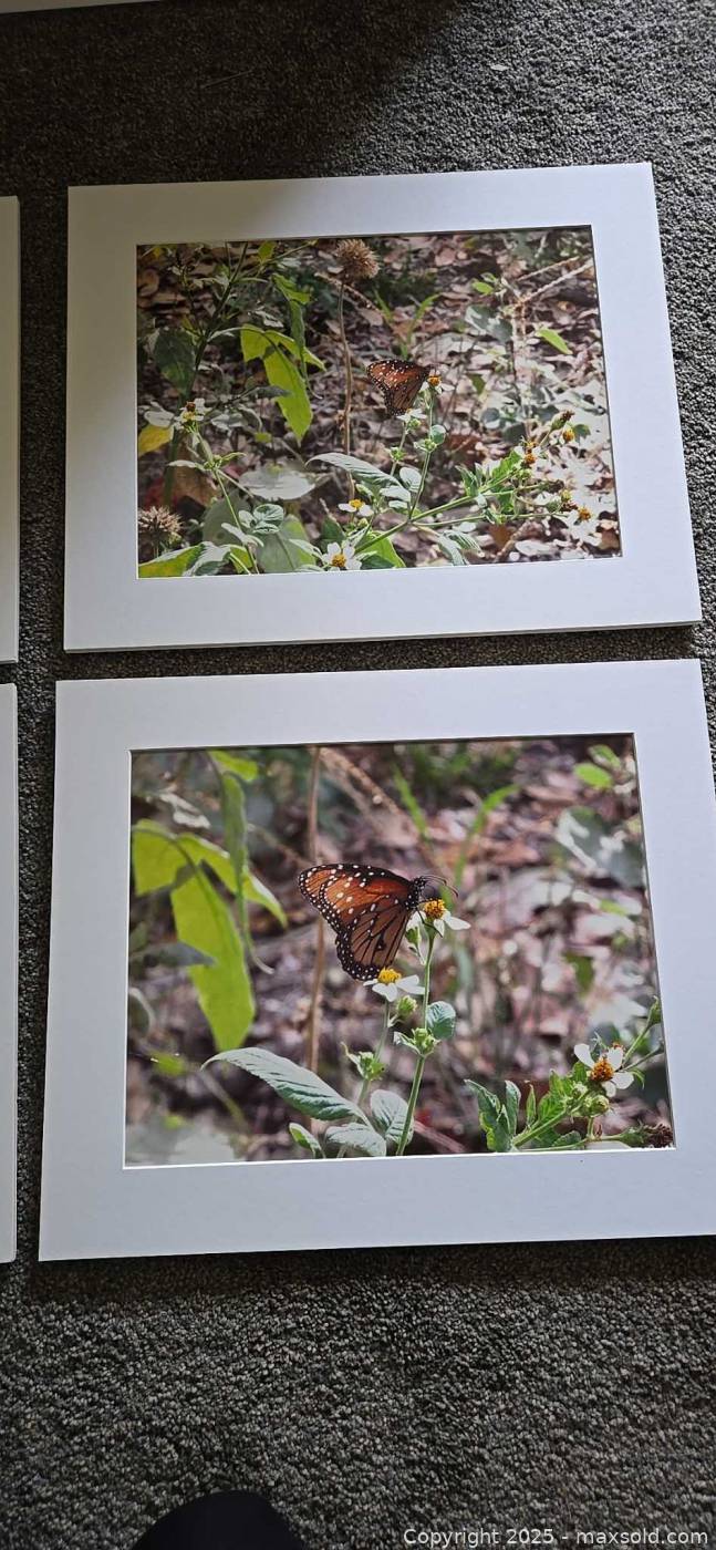 Original Jay Breeze watercolor & 11 matted butterfly photographic ...