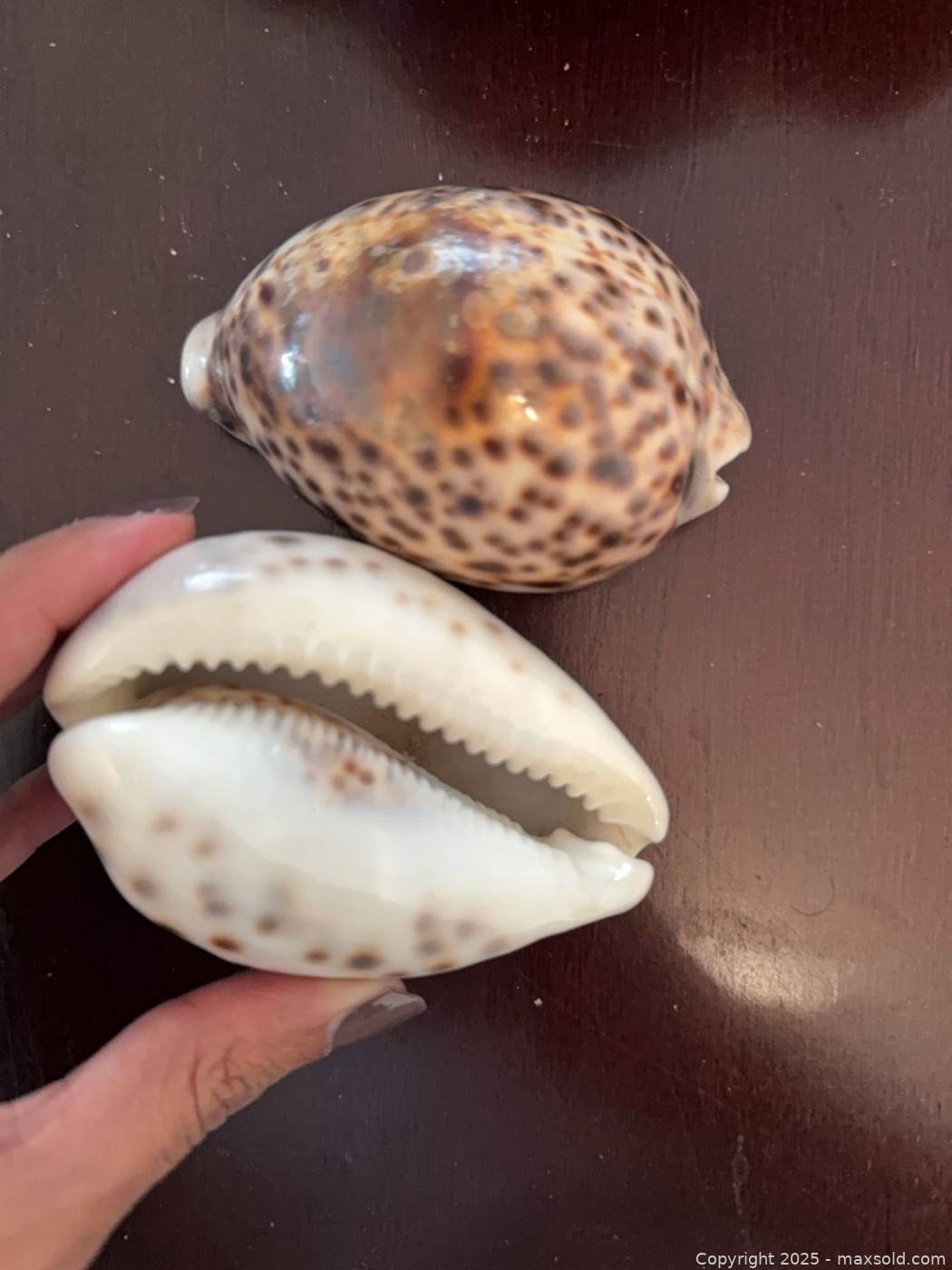 Tiger Cowrie Seashells Natural 3–5 in Set of 2 | Maxsold