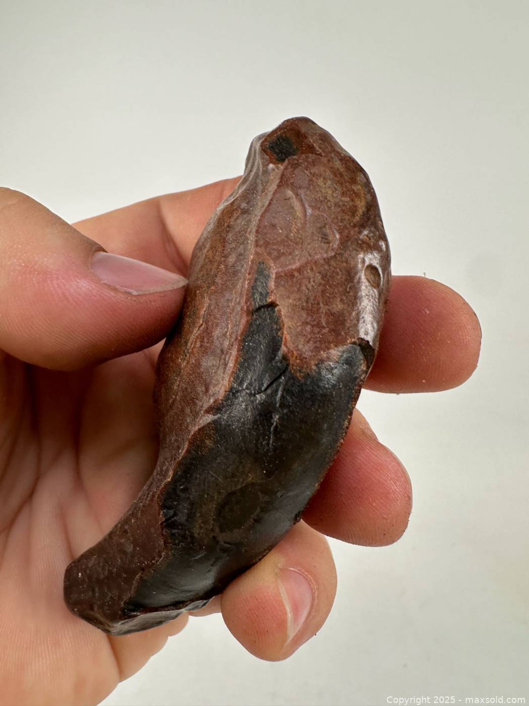 Genuine prehistoric fossilized whale ear bone | Maxsold
