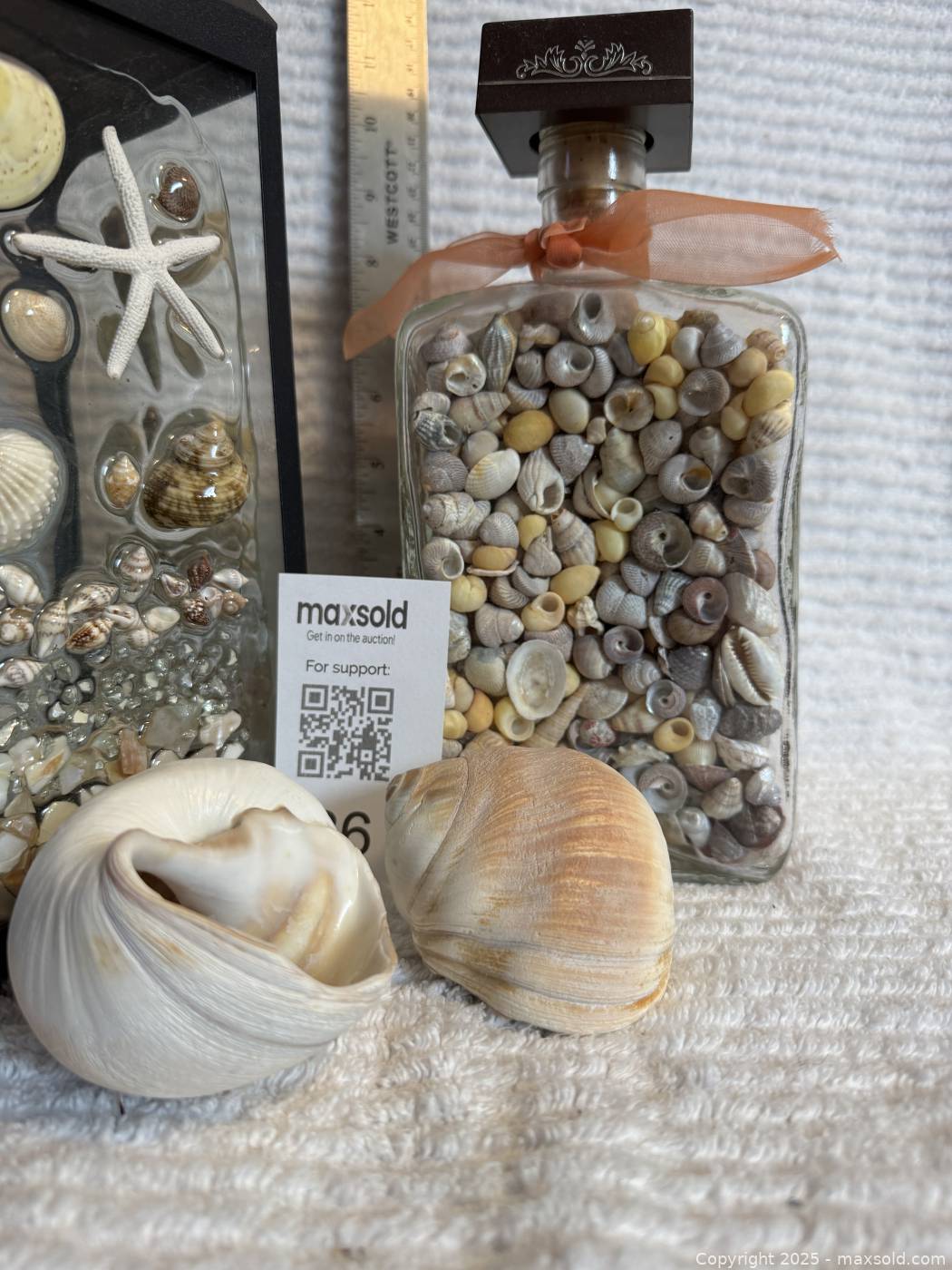 Sea shell epoxy lantern, bottle of shells, clam shells | Maxsold