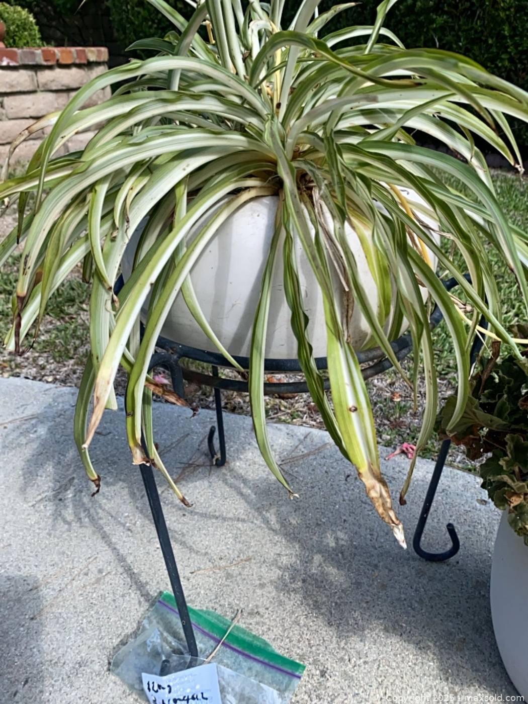White ceramic planters with live plants | Maxsold