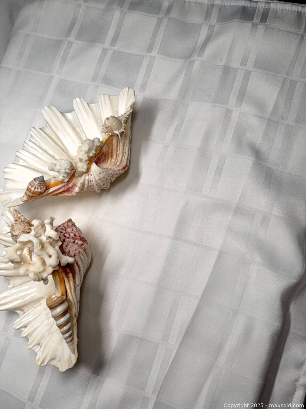 Pair of decorative resin conch seashell figures | Maxsold