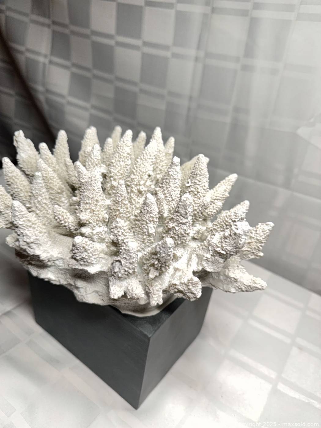 White natural branching coral specimen on display base | Maxsold