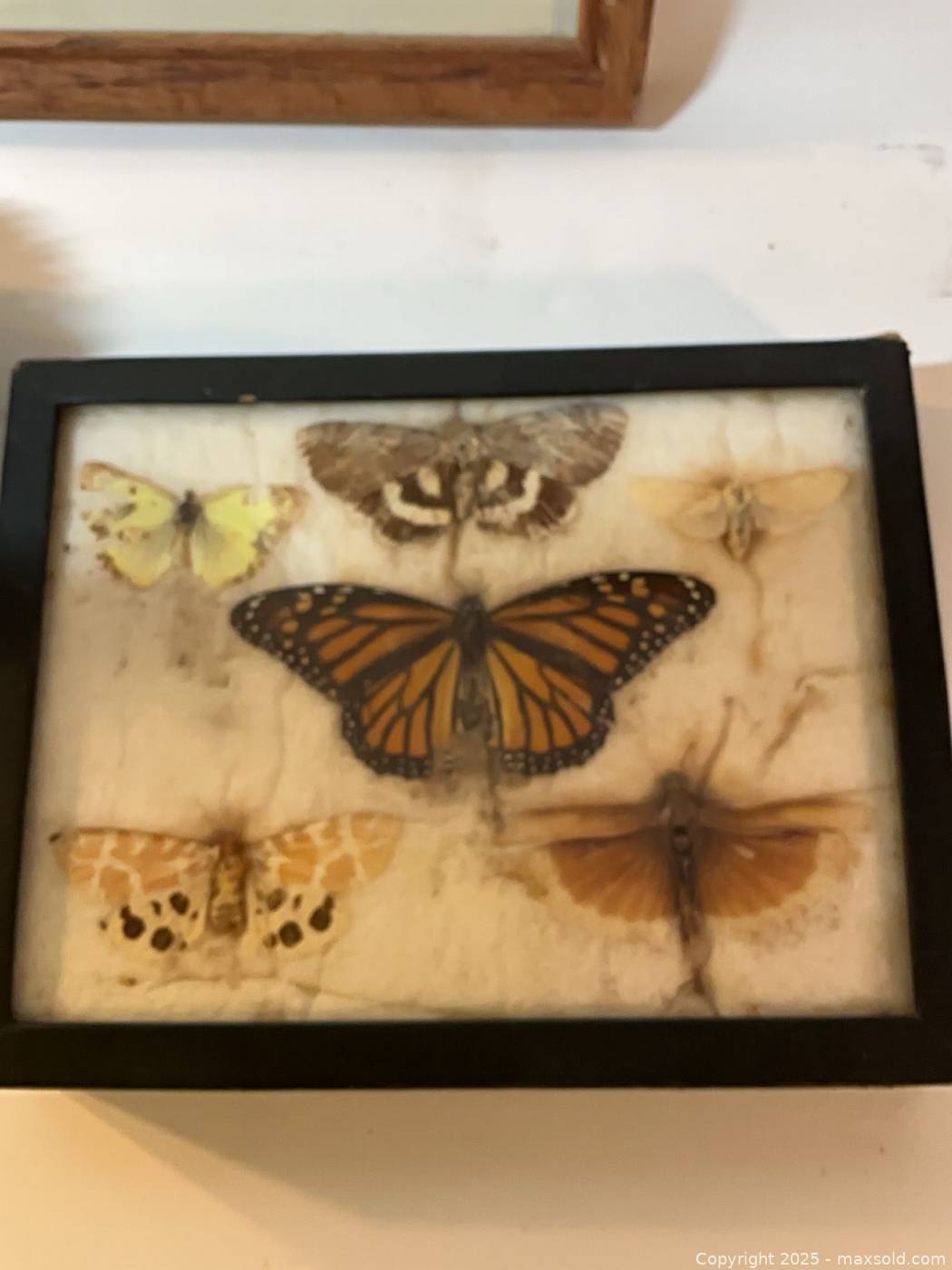 Framed iris lithograph, two insect specimen shadow boxes, pheasant ...