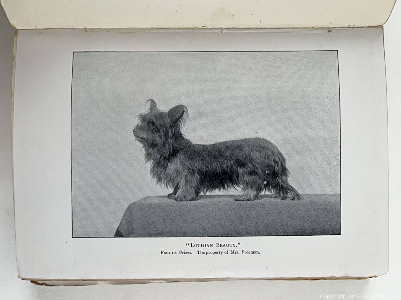 Dogs Their Management by Edward Mayhew, 1897 | Maxsold
