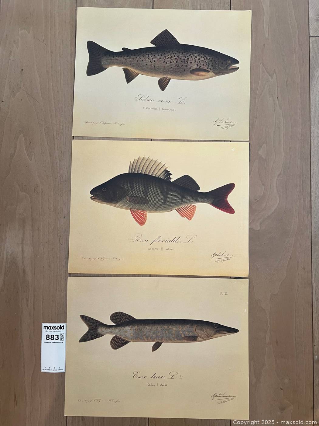 Set of 3 vintage fish prints by Gosta Lundman | Maxsold