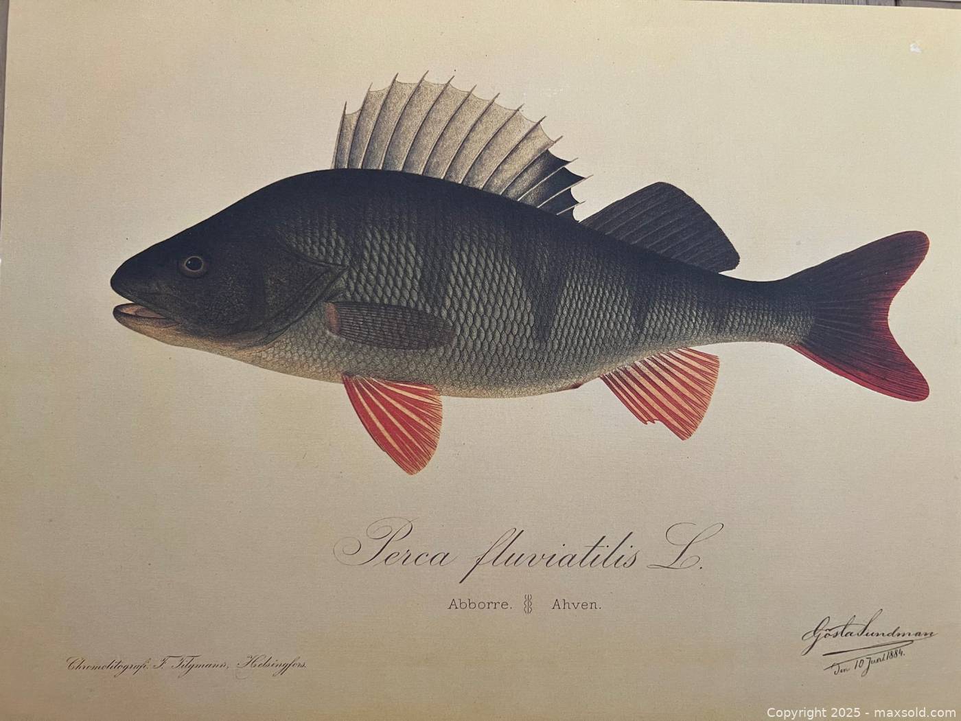 Set of 3 vintage fish prints by Gosta Lundman | Maxsold