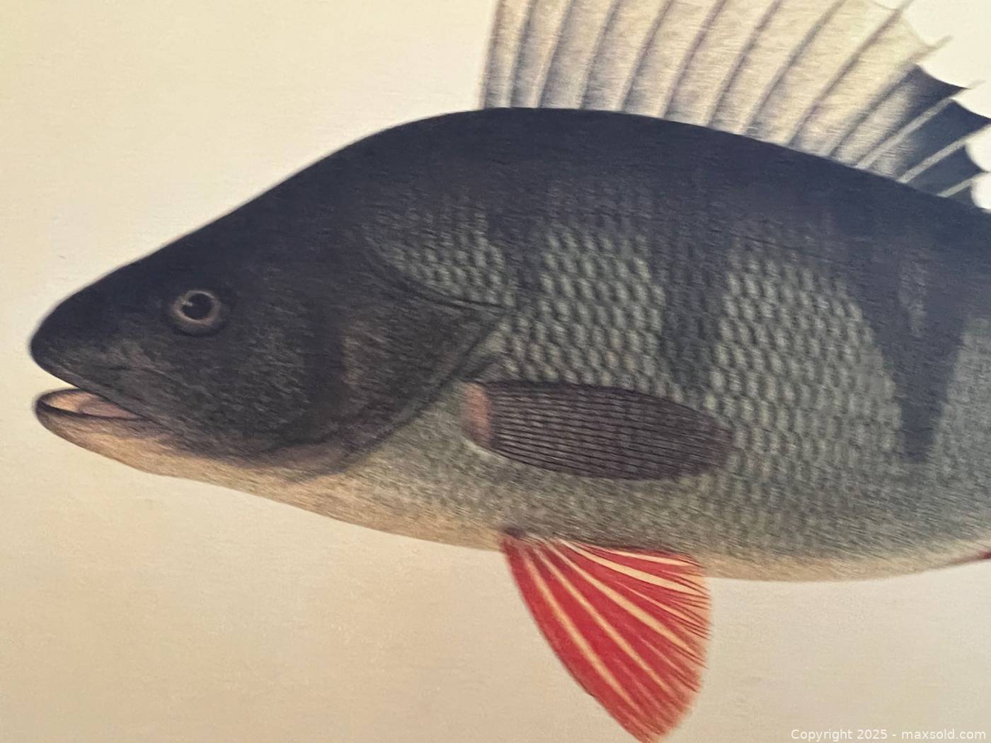 Set of 3 vintage fish prints by Gosta Lundman | Maxsold