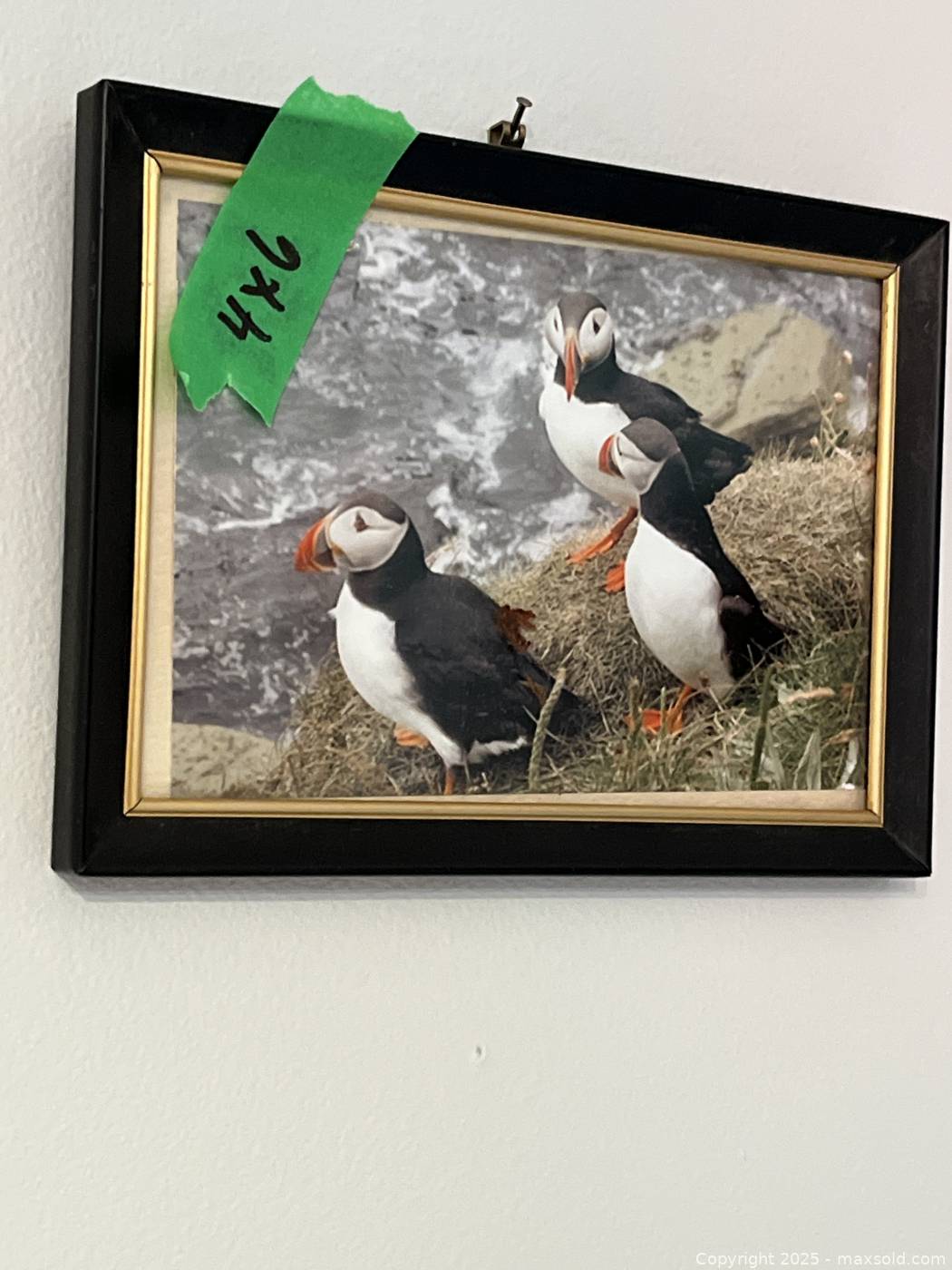 Puffin, Floral, Still Life & B&W Prints | Maxsold