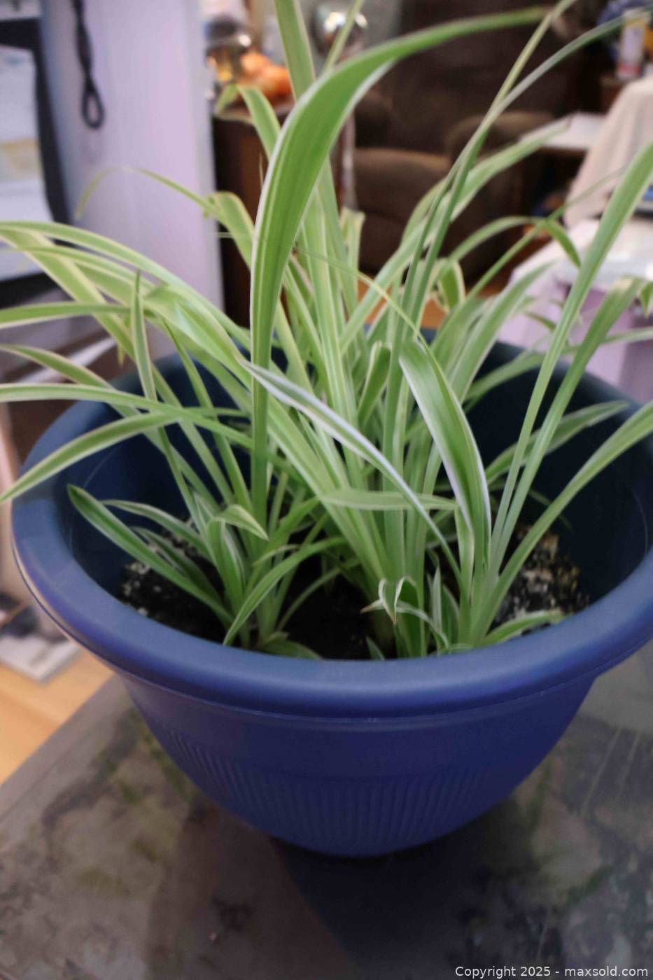 Spider plant shoots in 12" pot | Maxsold