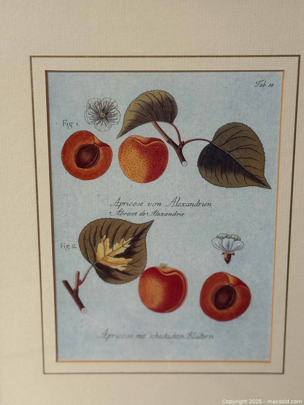 Laura Ashley framed botanical print | Maxsold