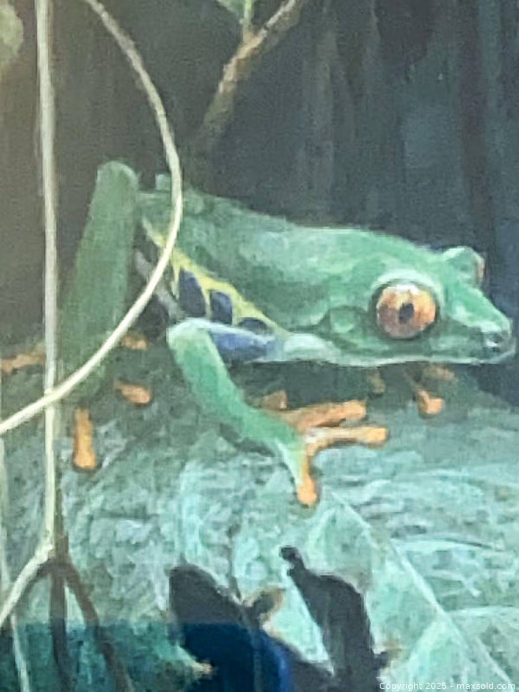 Robert Bateman Red-Eyed Tree Frog framed print | Maxsold