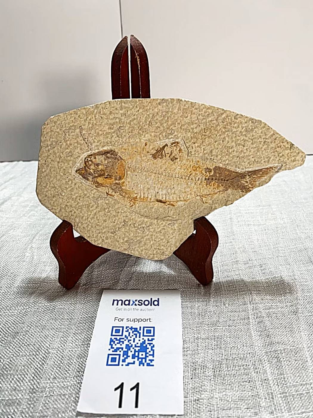Fossilized fish slab, Eocene, Green River | Maxsold