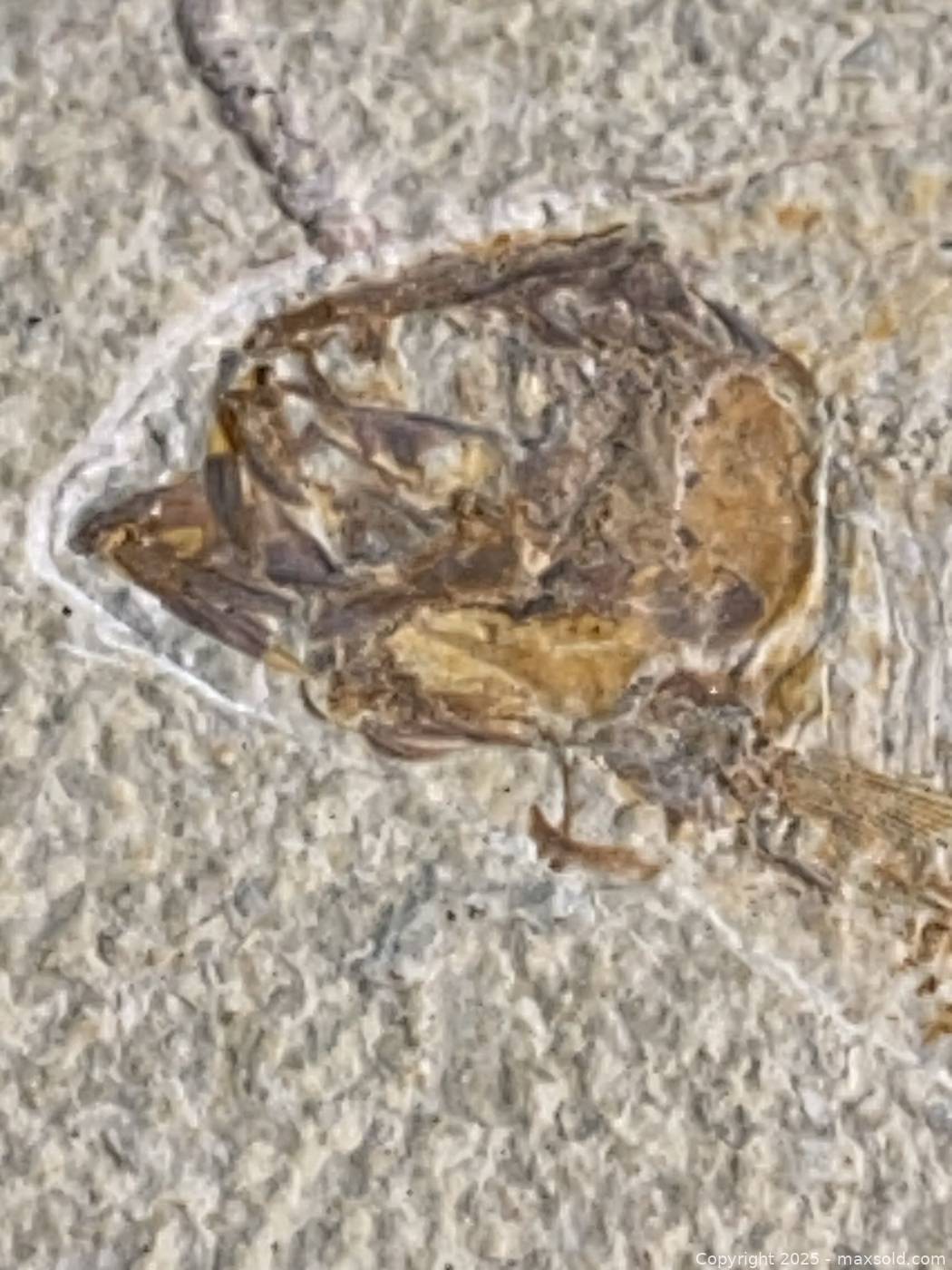 Fossilized fish slab, Eocene, Green River | Maxsold