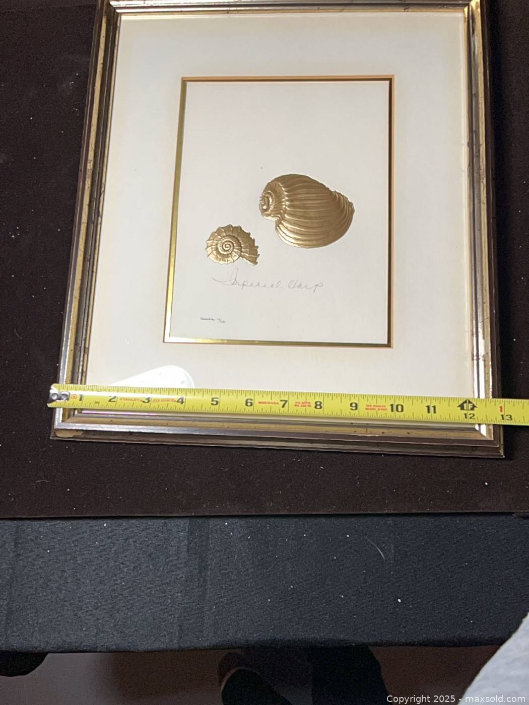 Framed shell art and nautilus shell on acrylic base | Maxsold