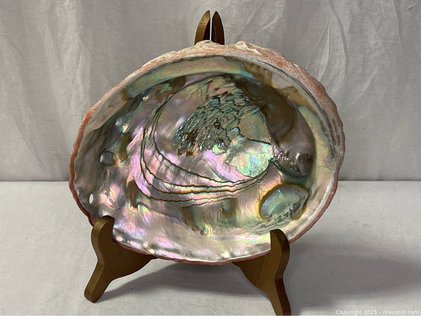 Large abalone shell | Maxsold